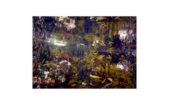 Sea of life and an aqua heaven - Deakin University Art Collection